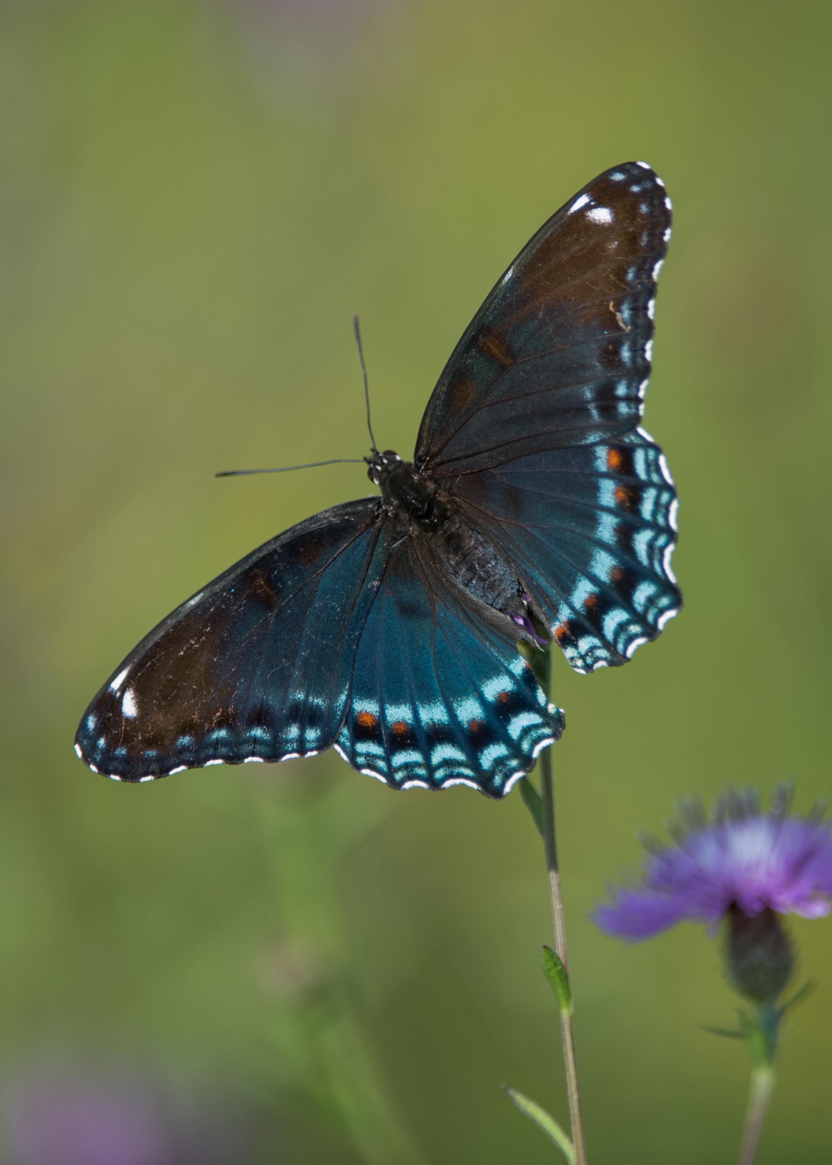 Red-spotted purple – Nature in Today's World