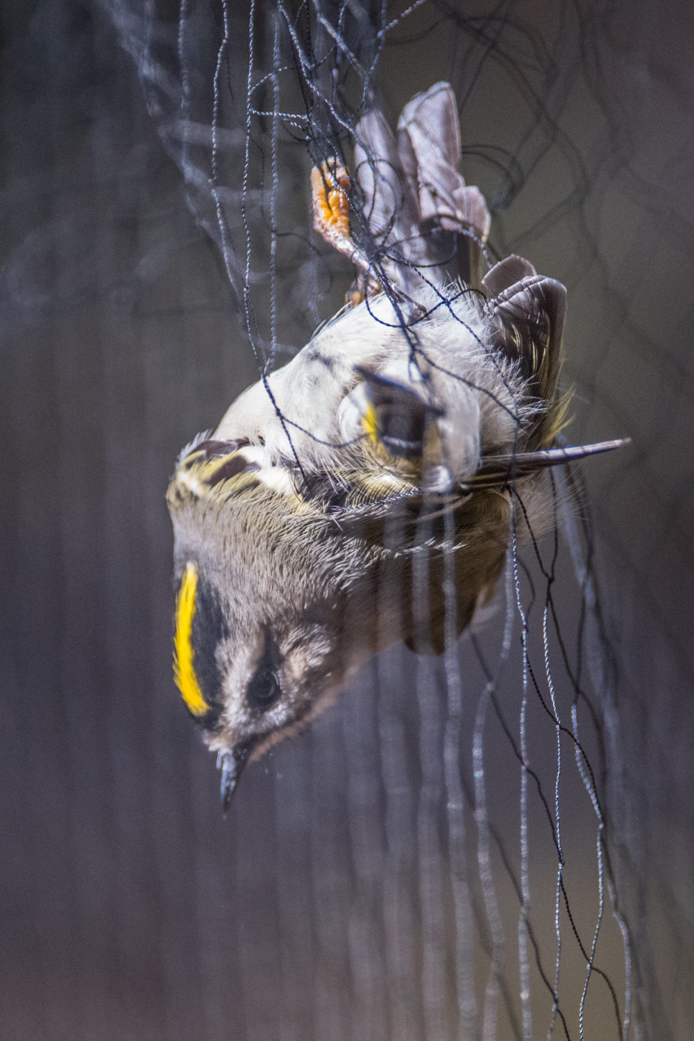 Long Point Bird Observatory – Nature in Today's World