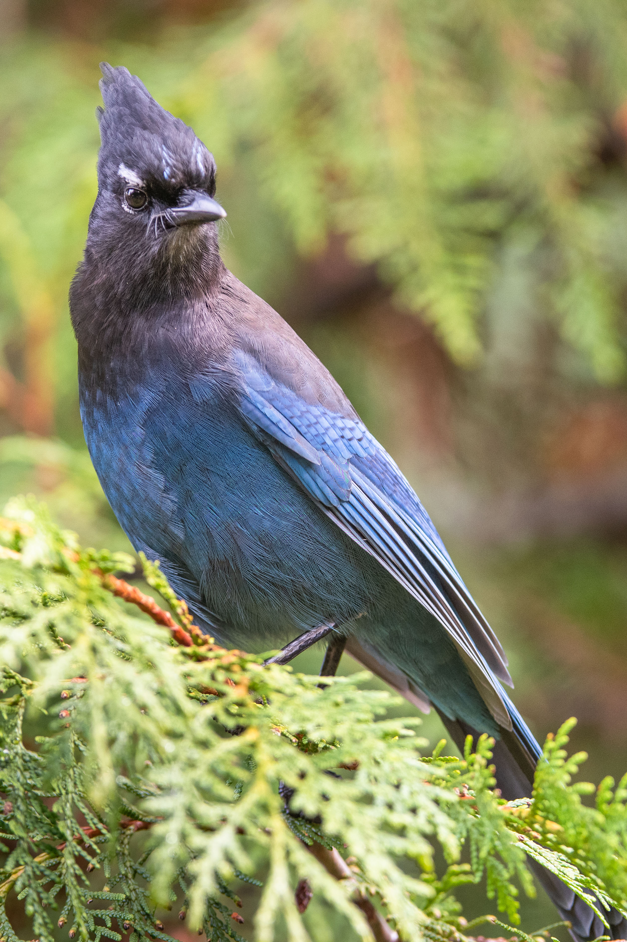 A Trip to Alberta – Nature in Today's World